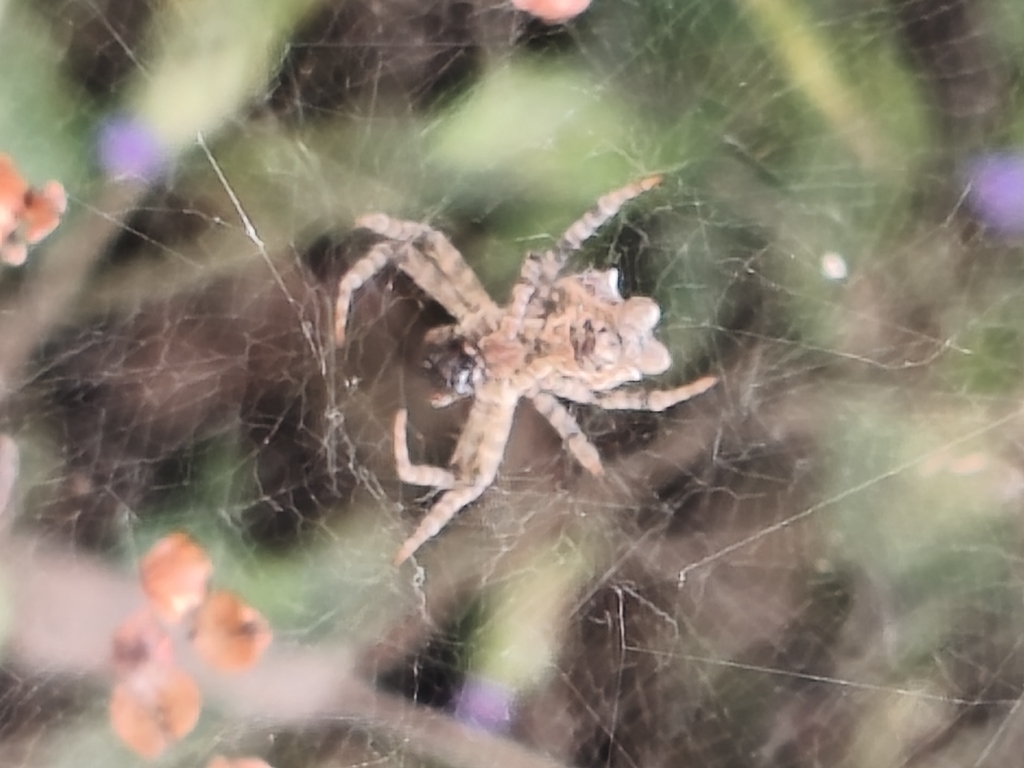 Tropical Tent-web Spider from Survey No. 32, Appa Junction Toll Booth ...
