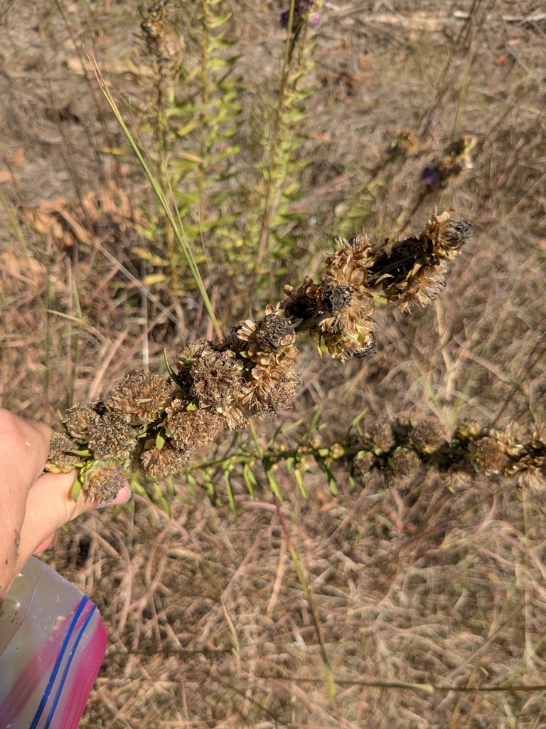 rough blazing star in October 2025 by kipkelani_pilal. roadside amid ...