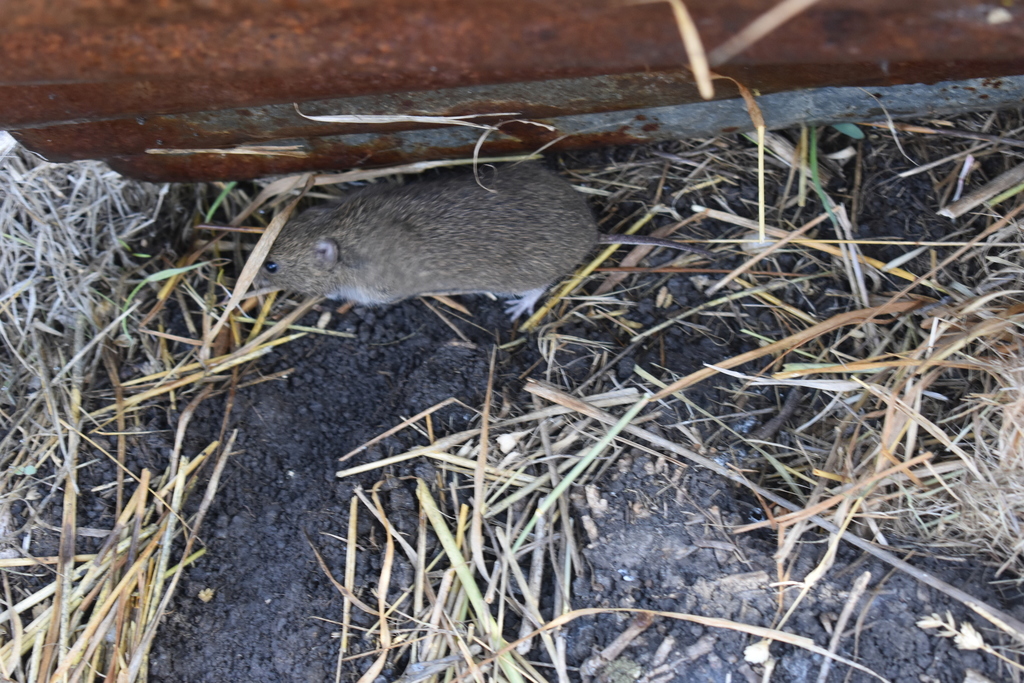 California Vole from Santa Barbara County, CA, USA on December 11, 2019 ...
