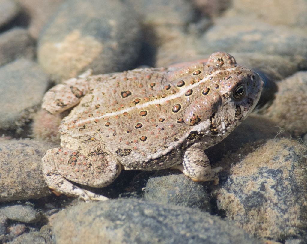 Woodhouse's Toad from Becker Lake, Springerville, AZ 85938, USA on ...