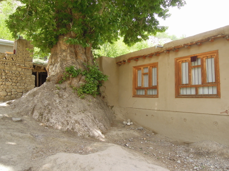 Oriental Plane from Warsaj District, Takhar Province on May 26, 2012 by ...