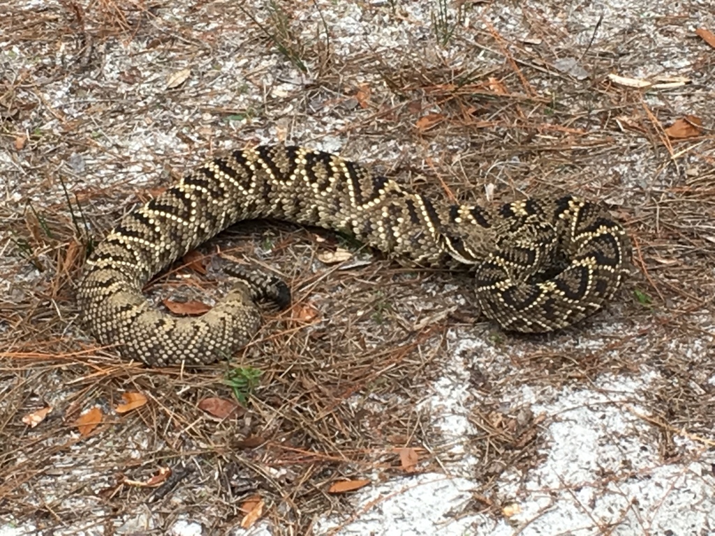 Eastern Diamondback Rattlesnake in December 2019 by bradleysmith ...