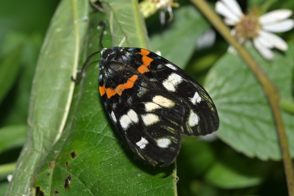 Erasmia pulchella from 中国福建省三明市泰宁县 on October 8, 2025 at 04:23 PM by 红梅 ...