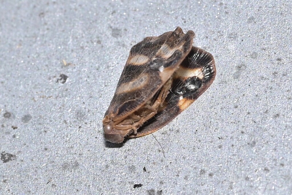 Ricania simulans from 中国福建省三明市泰宁县 on October 8, 2025 at 04:55 PM by 红梅 ...