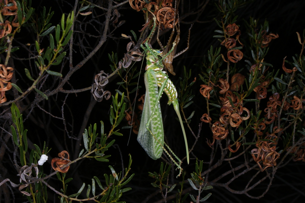 Spotted Predatory Katydid in January 2012 by Mark Hura. Freshly emerged ...