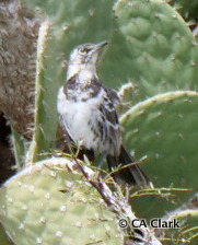 Floreana Mockingbird in July 2019 by sea-kangaroo · iNaturalist