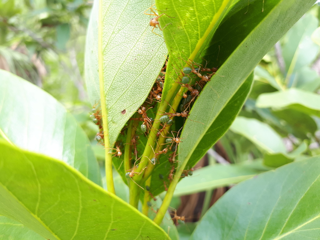 Asian Weaver Ant from Darwin NT, Australia on January 15, 2018 at 01:14 ...