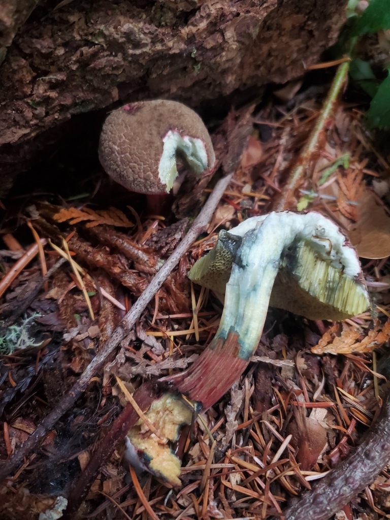 cracked-cap bolete from Olympia, WA 98506, USA on October 9, 2025 at 05 ...