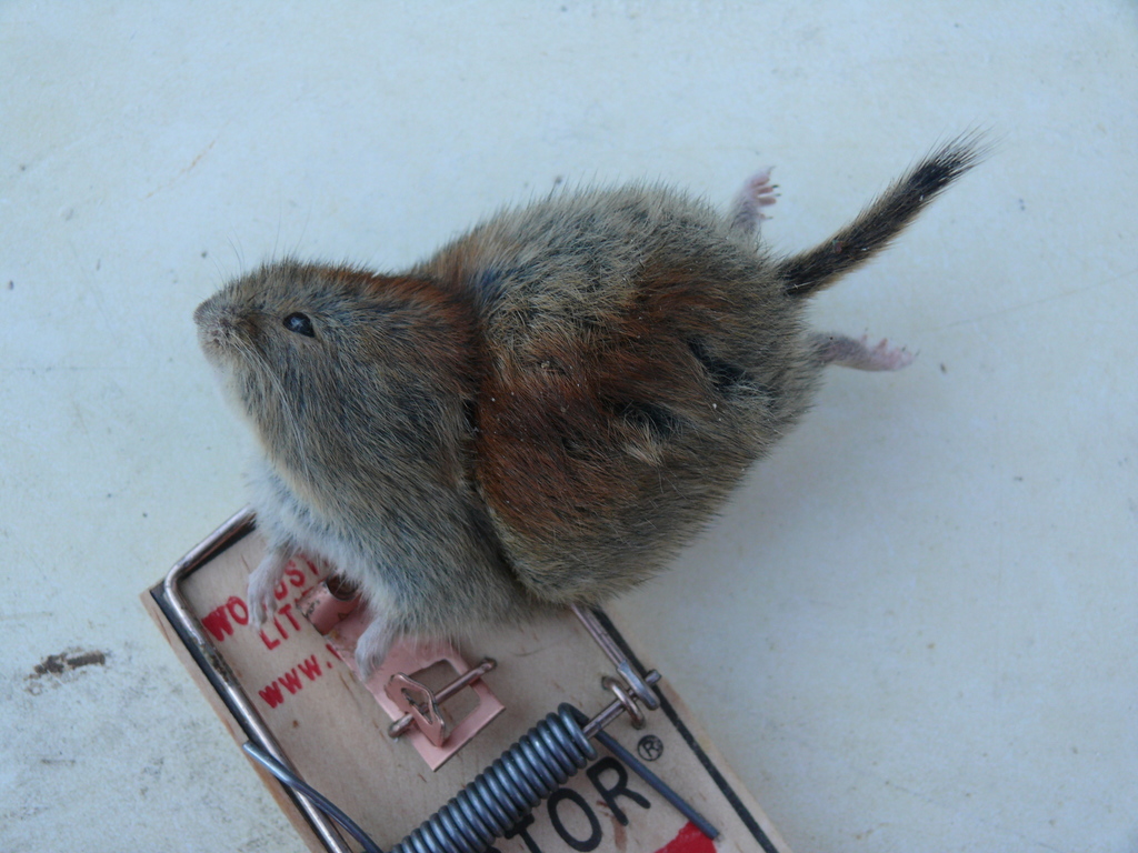 Northern Red-backed Vole from Kalifornsky, AK, USA on December 10, 2016 ...