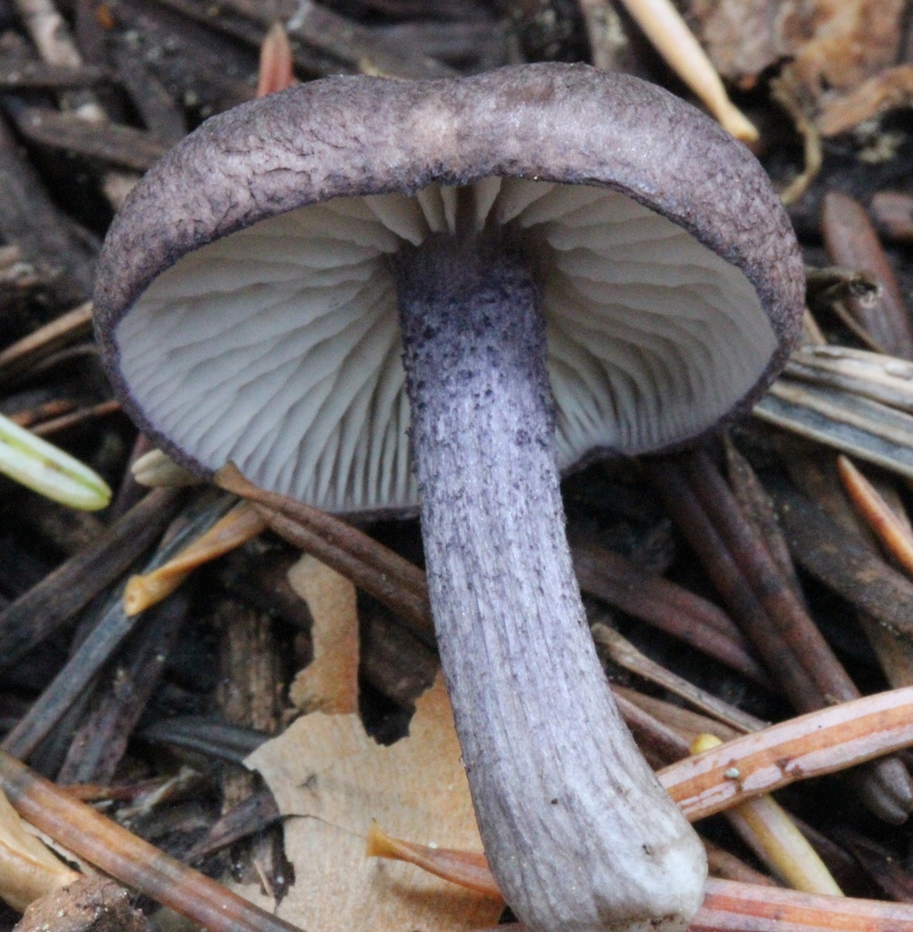 Entoloma austriacum from Boise National Forest, Ola, ID, US on October ...