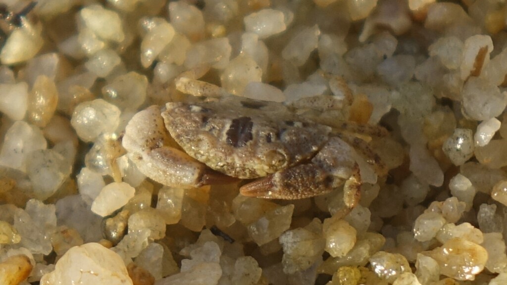 Macromedaeus adelus from Central, SG on October 9, 2025 at 06:13 PM by ...