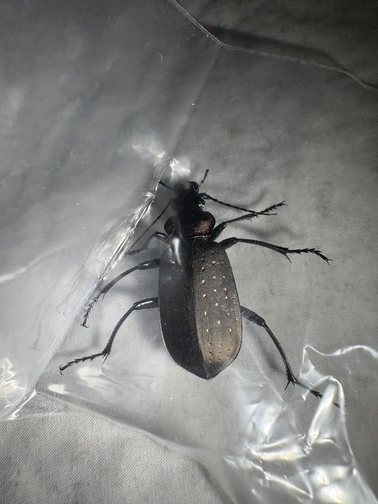Calosoma chinense from 阿蘇くじゅう国立公園, 九重町, 大分県, JP on September 20, 2025 ...
