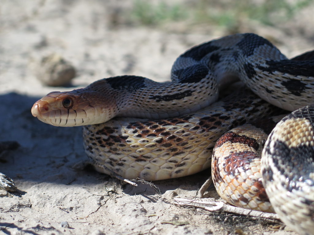 (Pituophis deppei jani) - Snakes and Lizards