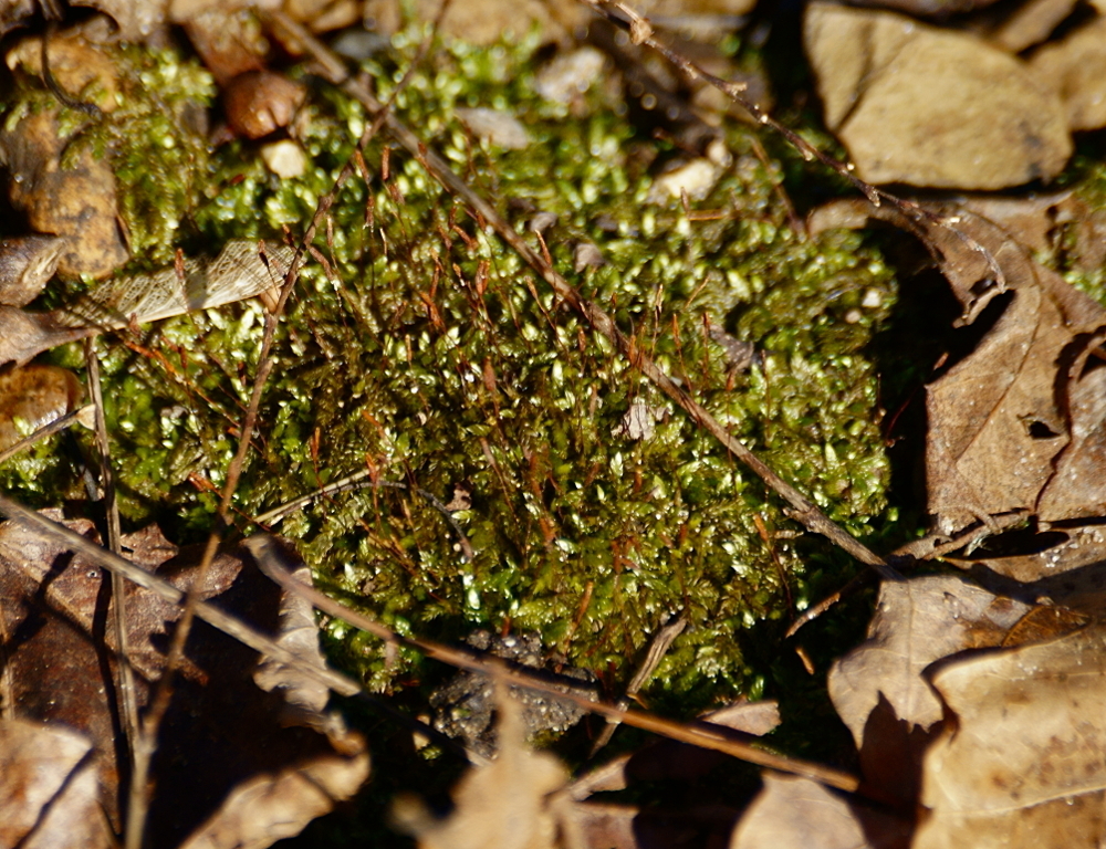 Entodon from Ryerson FP, Lake County, IL, USA on December 04, 2019 at ...