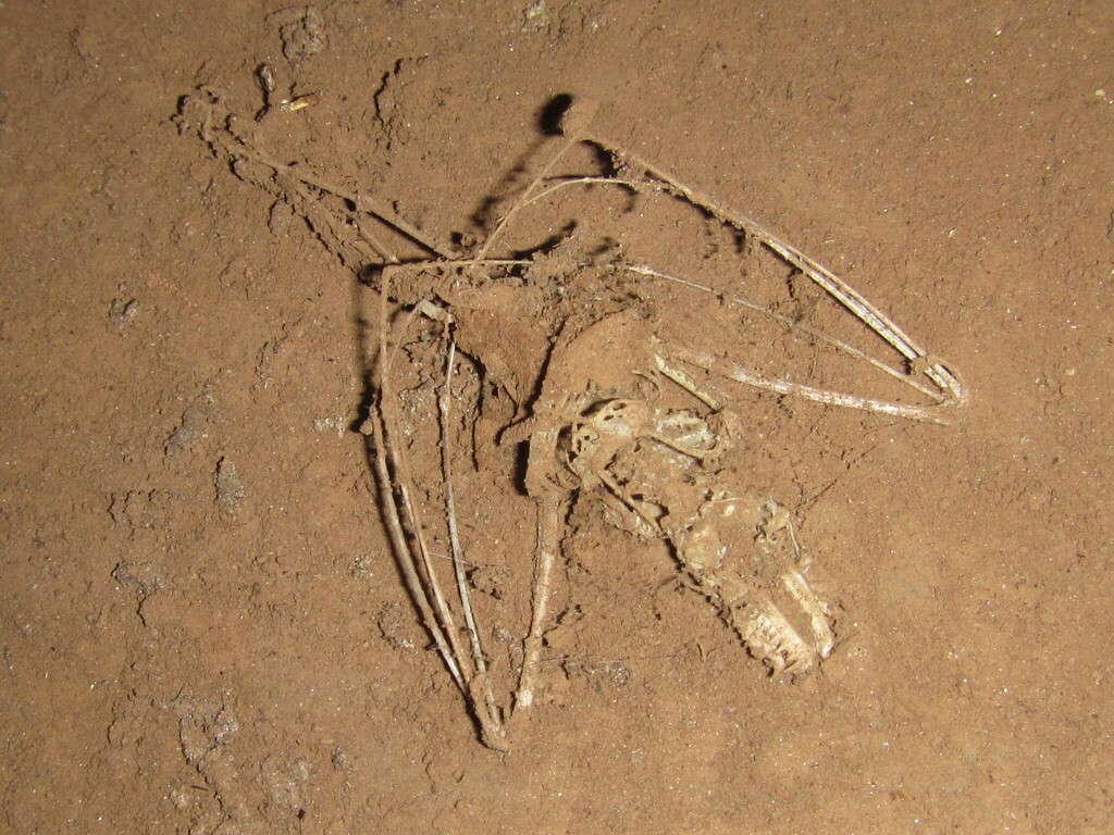 Ghost Bat from Mount Surprise QLD 4871, Australia on April 23, 2019 at ...