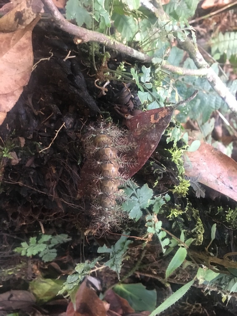 Butterflies and Moths from Yaruquí, Ecuador on October 5, 2019 at 10:07 ...