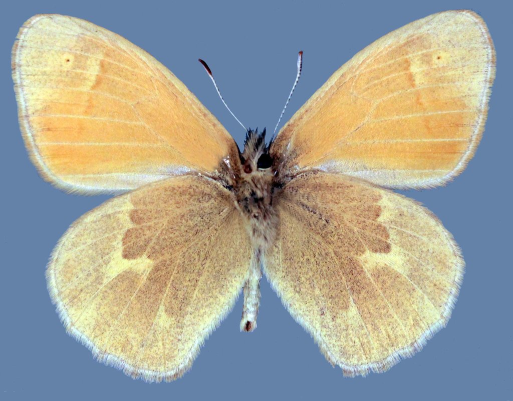 Common Ringlet (Butterflies of Oakland County, MI) · BioDiversity4All