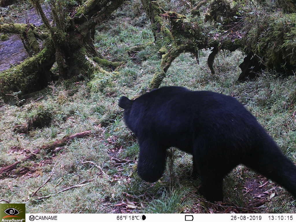 Formosan Black Bear (Ursus thibetanus formosanus) - Know Your Mammals