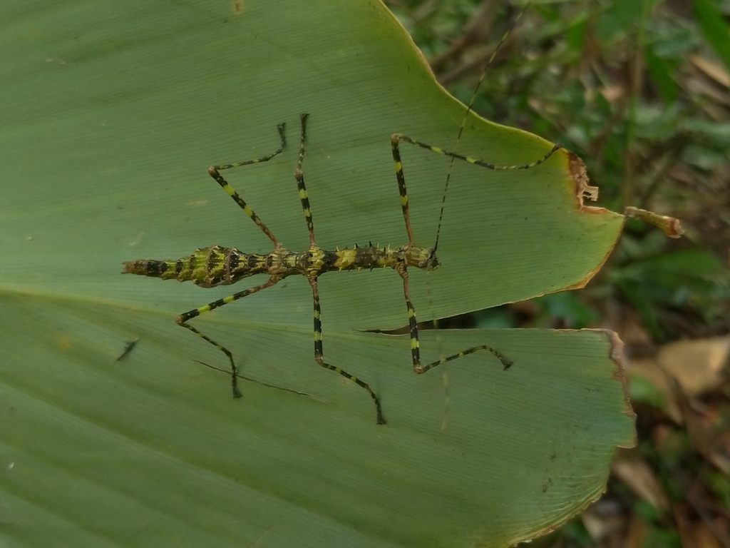Stick Insects from Yunnan, CN on November 23, 2019 at 10:22 AM by alice ...