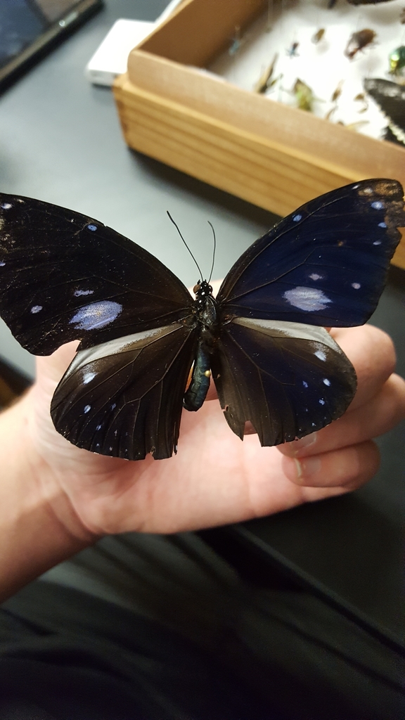 Blue-banded King Crow Butterfly from Mangilao, Guam on December 12 ...