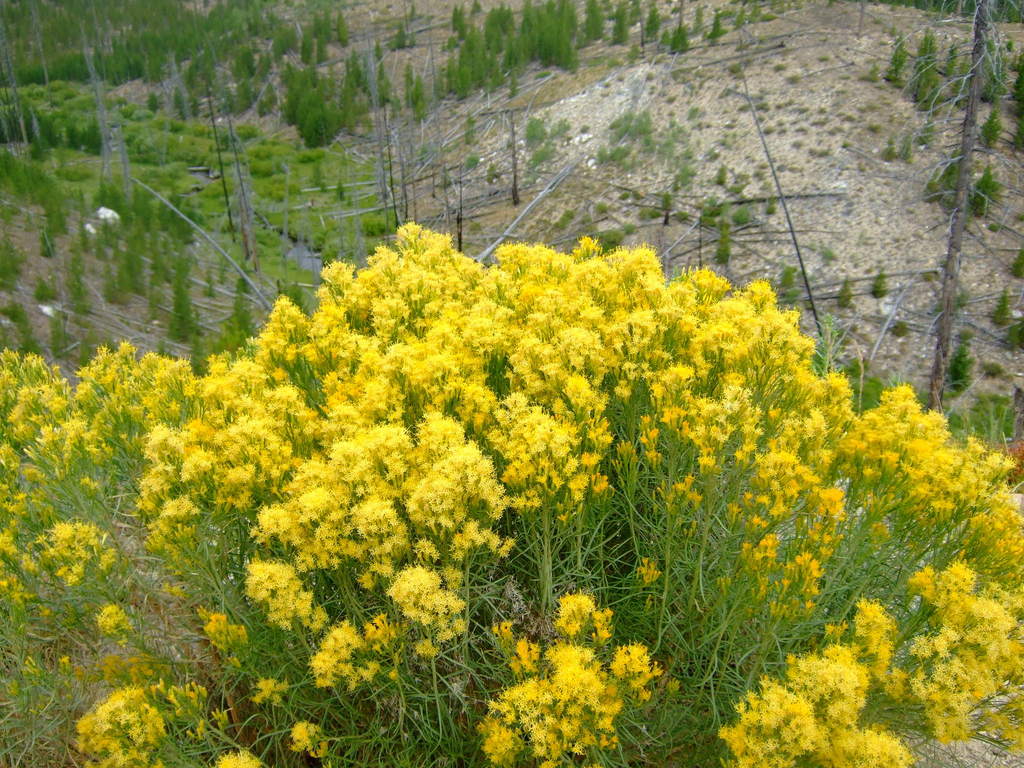 Yellow Rabbitbrush (Plants of Highline Lake State Park) · iNaturalist