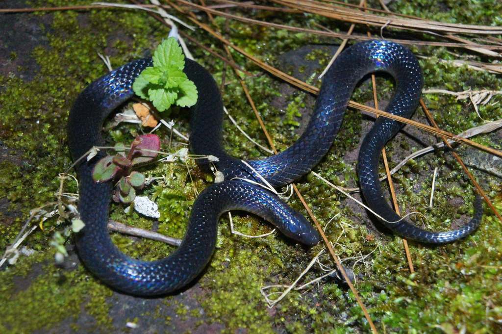 Peters' Earth Snake (Geophis petersii) - Snakes and Lizards