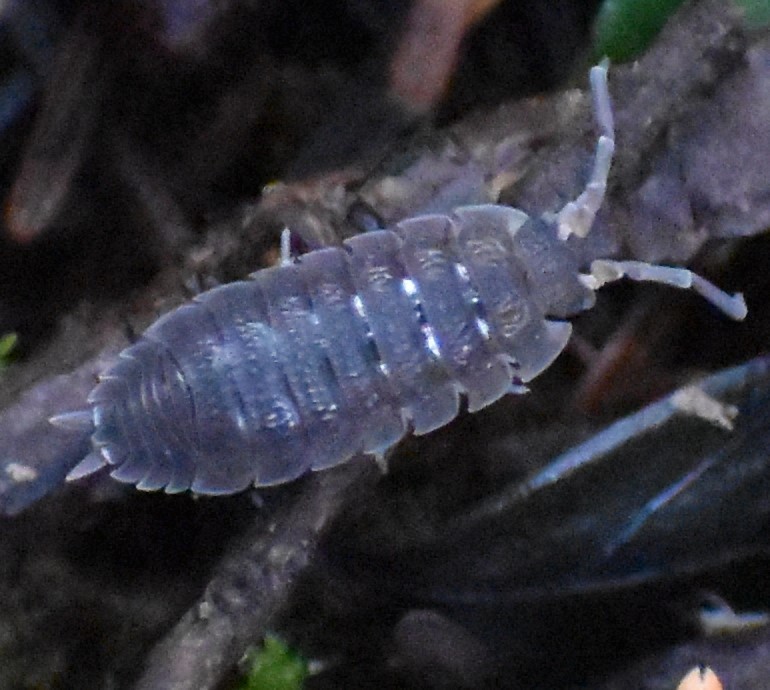 Isopod Iridescent Virus from North Creek, WA, USA on October 24, 2019 ...