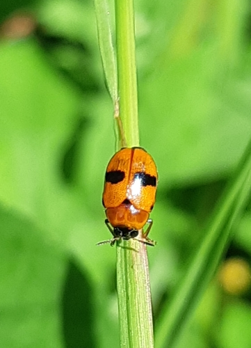 Genus Aspidolopha · iNaturalist