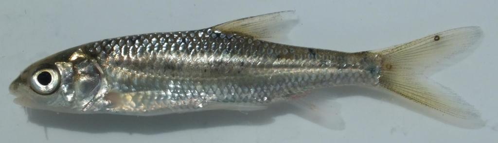 Smallmouth Yellowfish from Windsorton, 8510, South Africa on June 25 ...