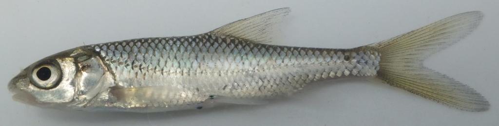Yellowfishes (Labeobarbus) - Marine Life Identification