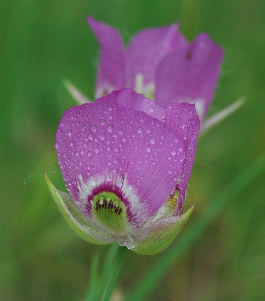 broadfruit mariposa lily (Calochortus nitidus) - Botanical Realm