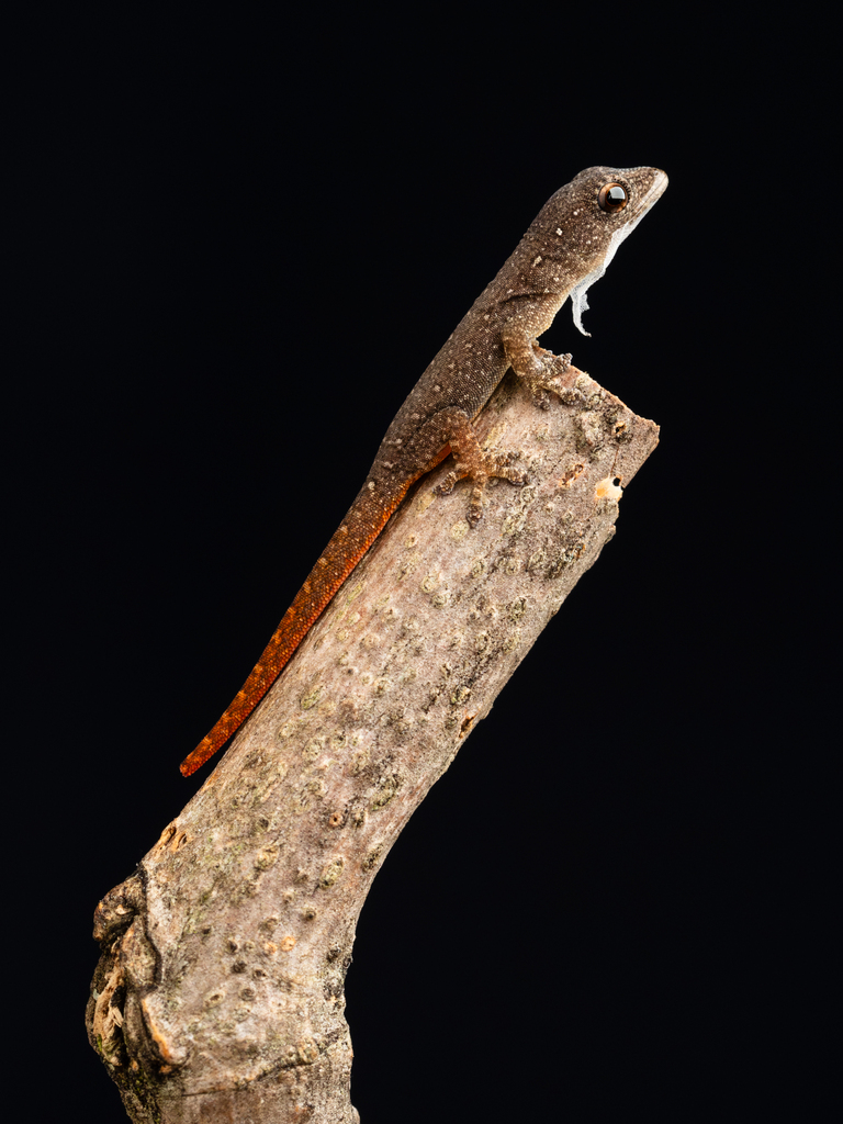 Common Dwarf Gecko from Ehlanzeni District Municipality, South Africa ...
