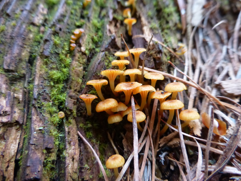 Pinewood Gingertail from г. Североуральск, Свердловская обл., Россия on ...