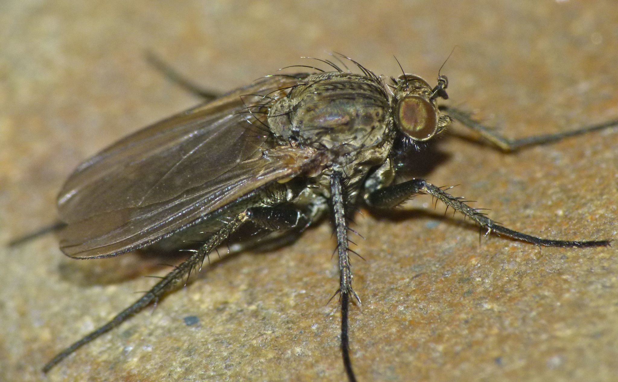 Ostenia robusta Hutton, 1901