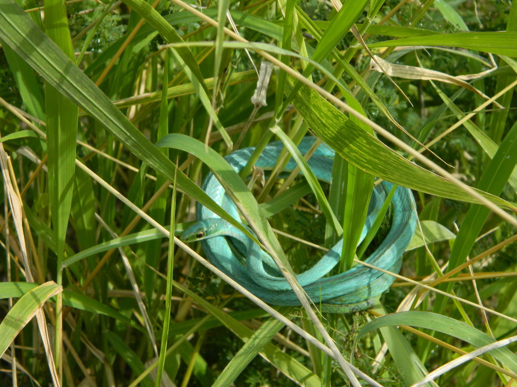 Brazilian Green Racer from Santo Tomé, Santa Fe, Argentina on May 10 ...