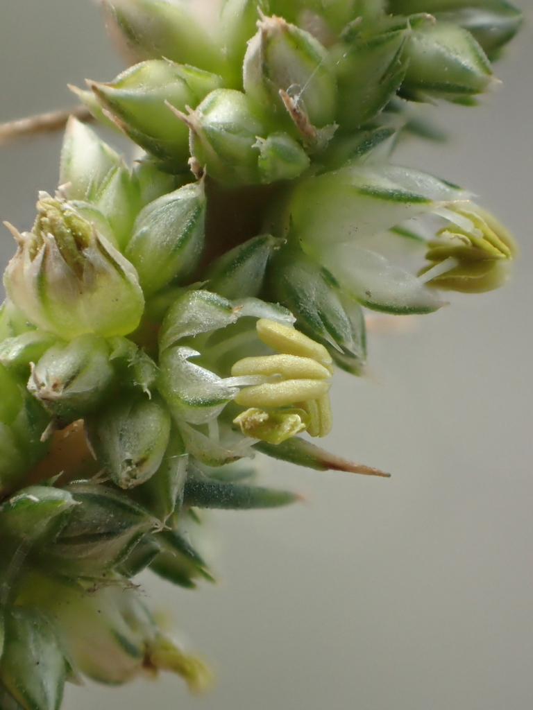 spiny amaranth (Amaranthus spinosus) - Botanical Realm