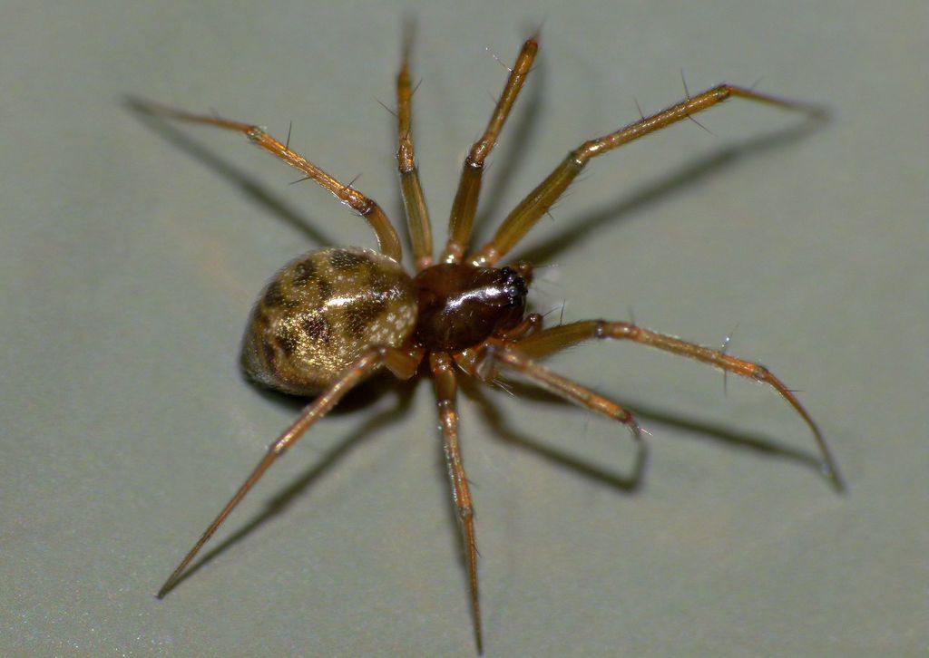 Tenuiphantes tenuis from Dunedin, Kew on February 11, 2015 at 08:00 AM ...