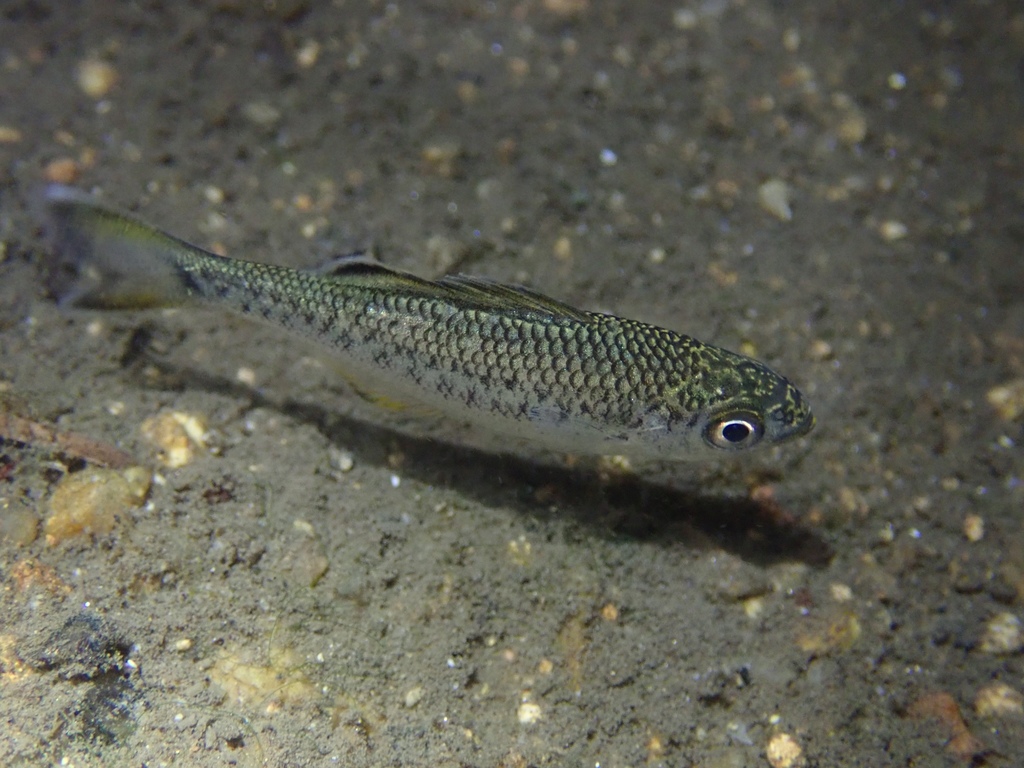Spotted Flagtail (Kuhlia marginata) - Marine Life Identification