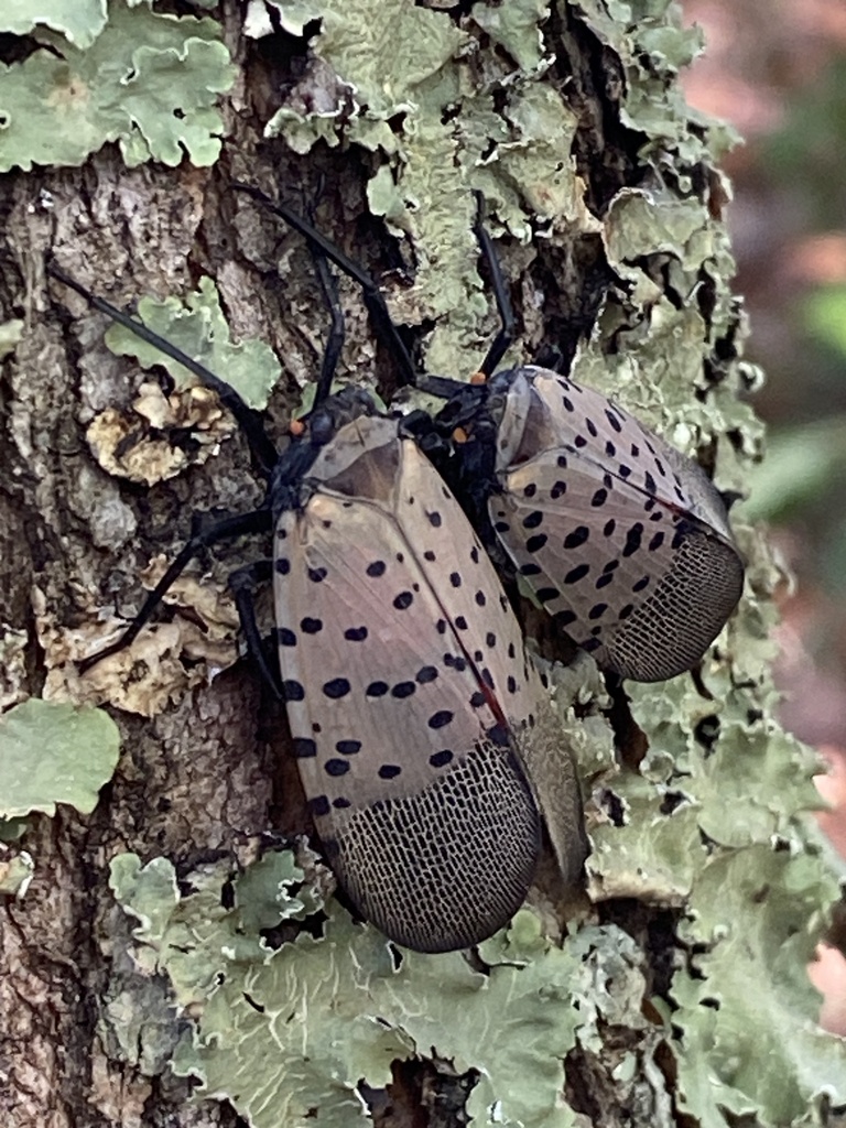 Spotted Lanternfly from Delwebb Dr, Fulks Run, VA, US on October 10 ...