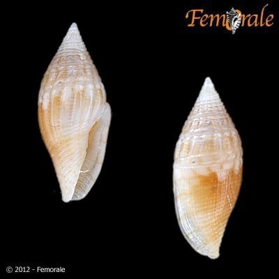 Genus Anarithma · iNaturalist