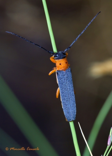 Genus Oberea · iNaturalist