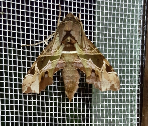 Unzela japix · iNaturalist