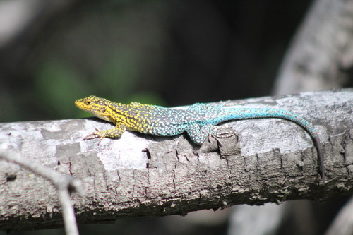 Blue-Green Smooth-throated Lizard (Liolaemus tenuis) - Snakes and Lizards