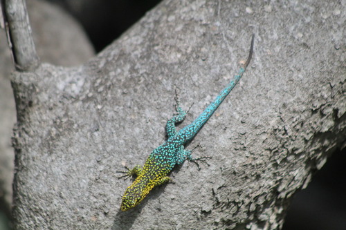 Blue-Green Smooth-throated Lizard (Liolaemus tenuis) - Snakes and Lizards