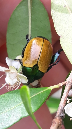 Genus Thyridium · iNaturalist