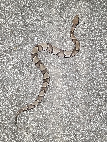 Eastern Copperhead (Agkistrodon contortrix) - Snakes and Lizards