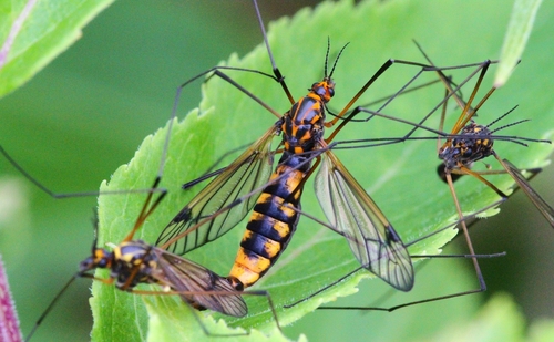 Nephrotoma pedunculata · iNaturalist United Kingdom