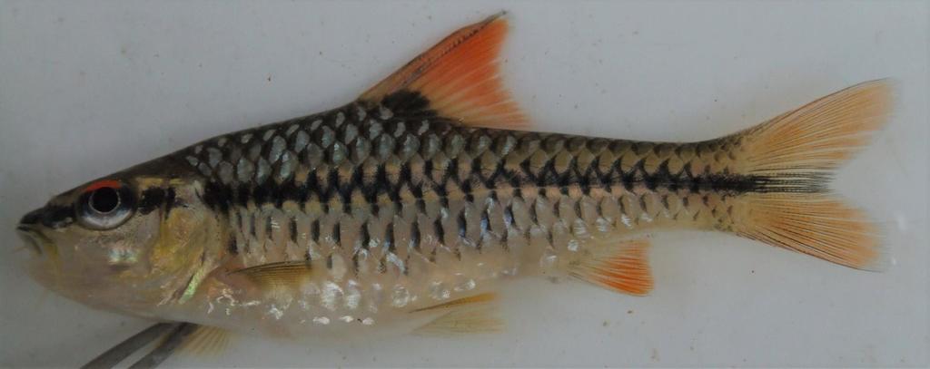 Zigzag barb (Enteromius miolepis) - Marine Life Identification