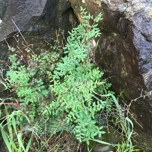 Ferns of Pine Flat Road and Vicinity · iNaturalist