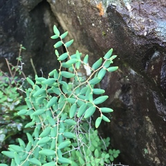 Ferns of Pine Flat Road and Vicinity · iNaturalist